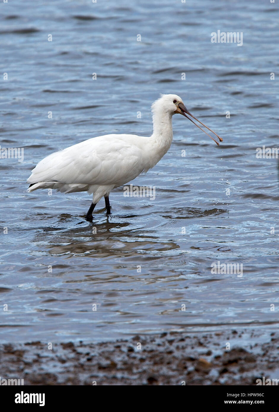 Juvenile Eurasian Spoonbill, Ryan's Field, Hayle Estuary RSPB Reserve ...