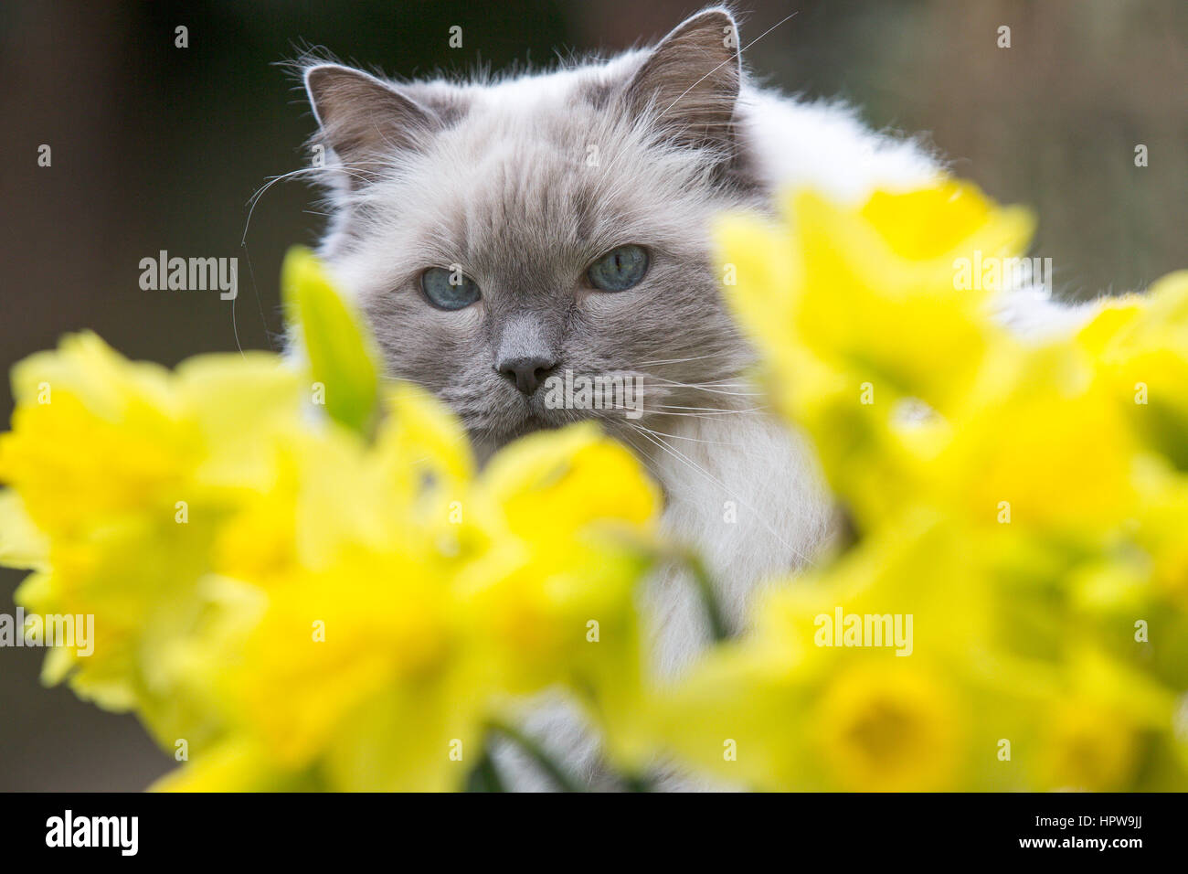 A ragdoll cat by some springtime daffodils Stock Photo - Alamy