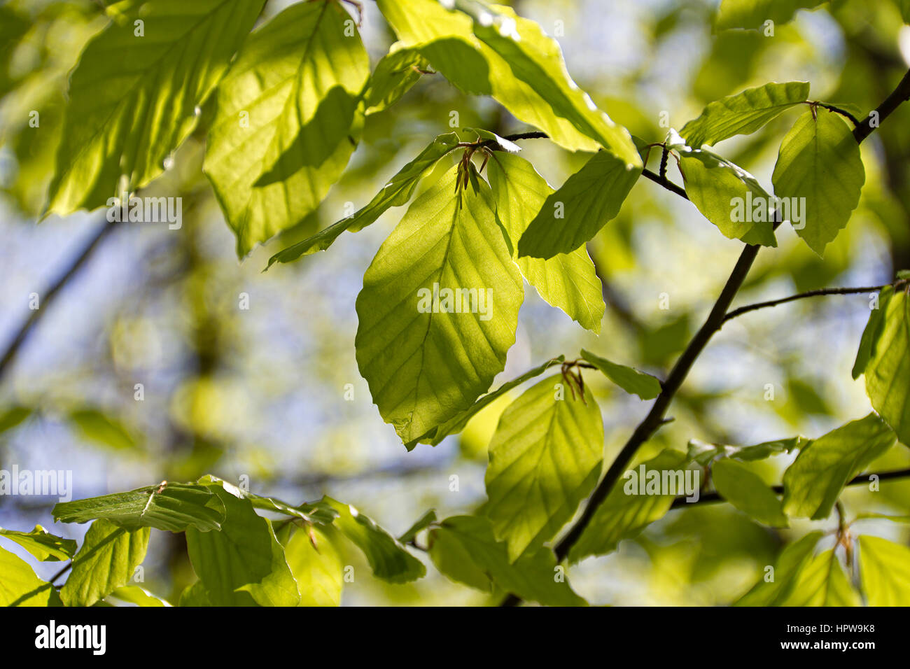 Leaf cell hi-res stock photography and images - Alamy