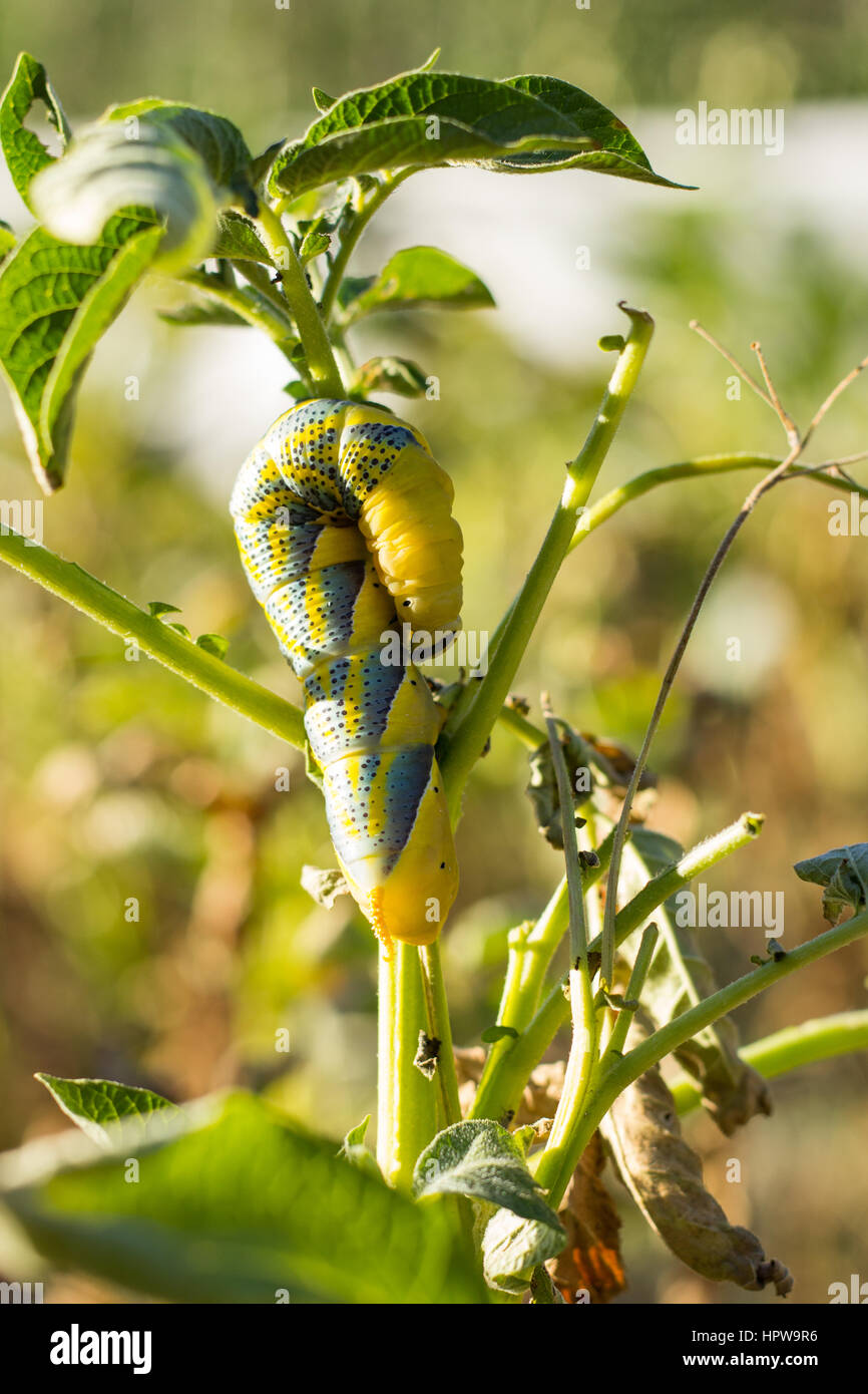 Acherontia Atropos Caterpillar Stock Photo - Alamy