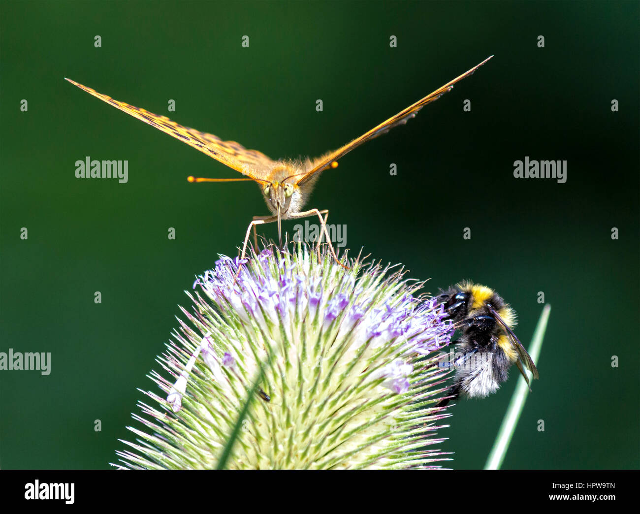 Legs akimbo hi-res stock photography and images - Alamy