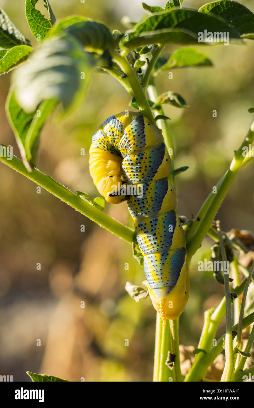 Baby caterpillar hi-res stock photography and images - Alamy