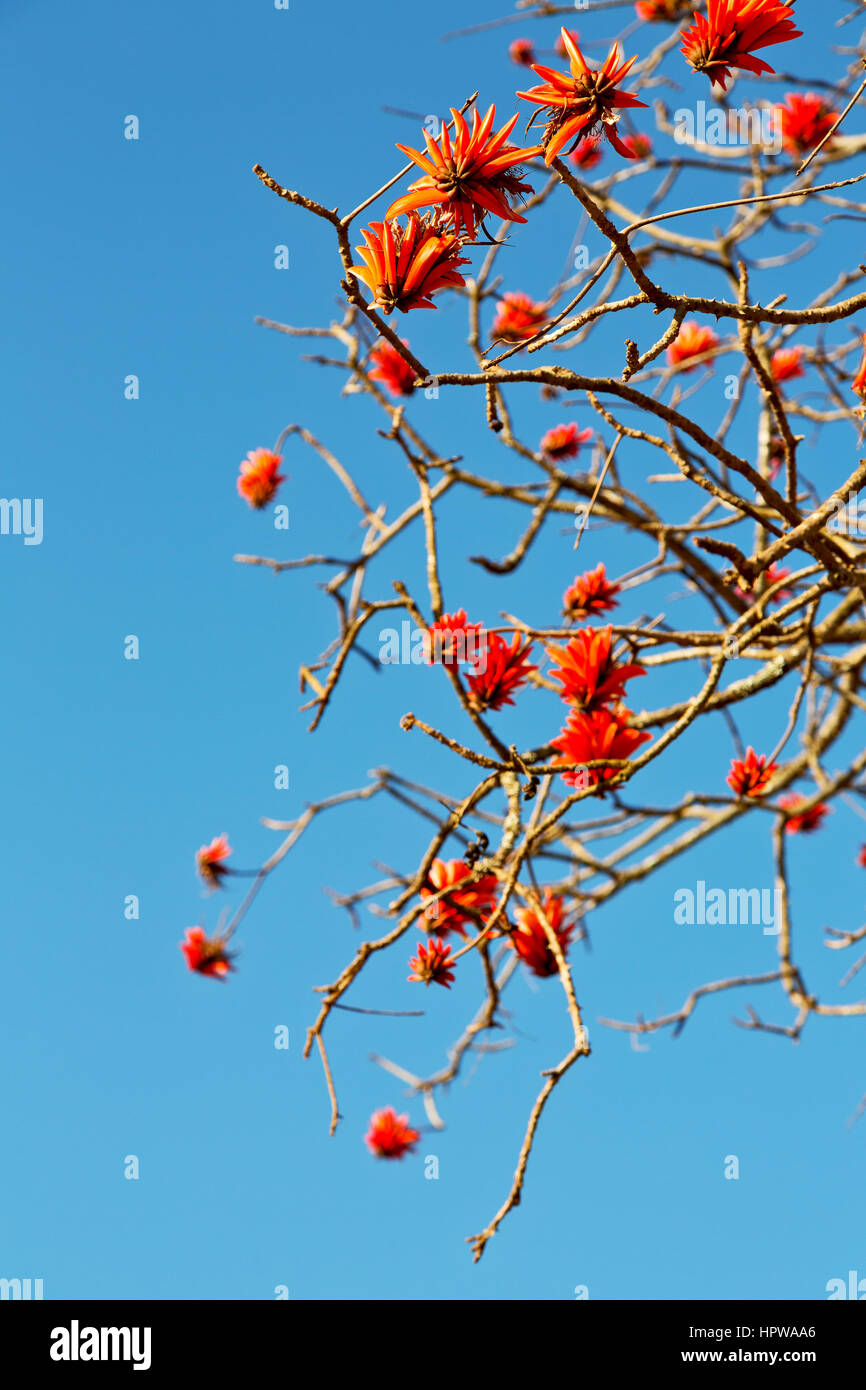 Kafferboom hi-res stock photography and images - Alamy