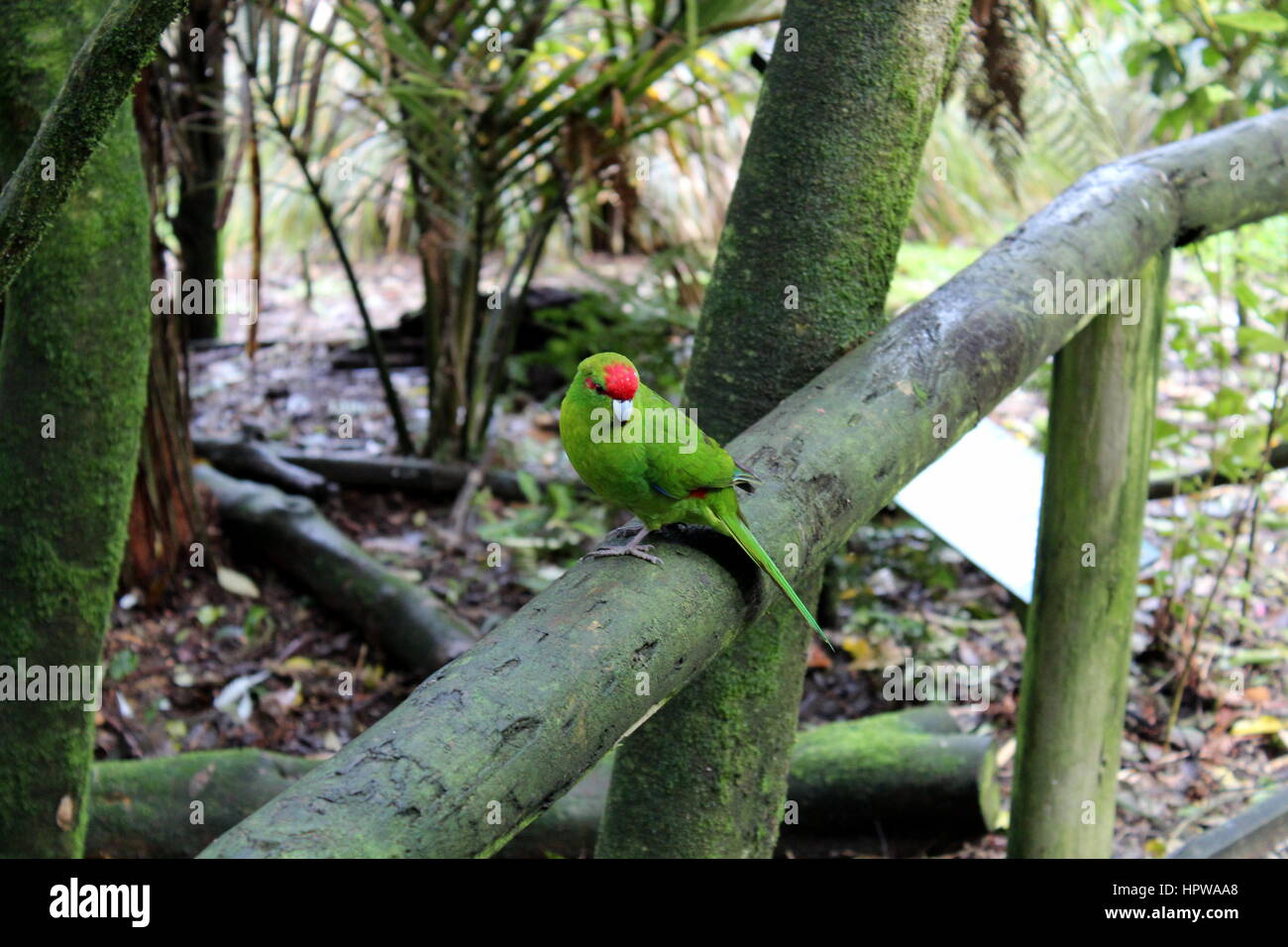 Otorohanga hi-res stock photography and images - Alamy