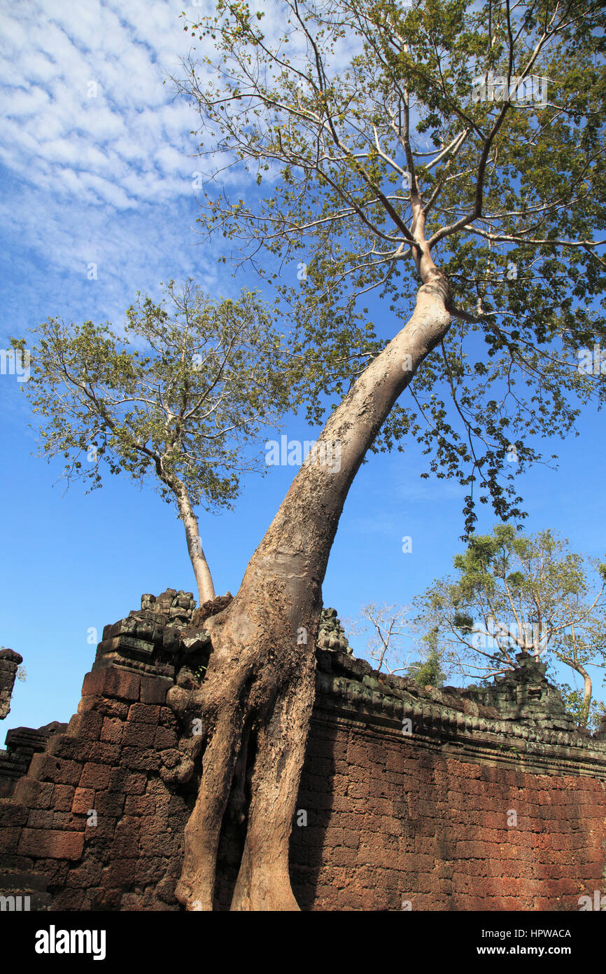 Cambodia, Angkor, Preah Khan, temple, tree growing on ruins Stock Photo ...