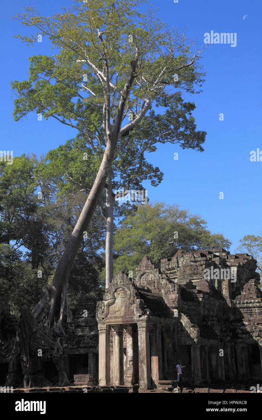 Tree growing on temple hi-res stock photography and images - Alamy
