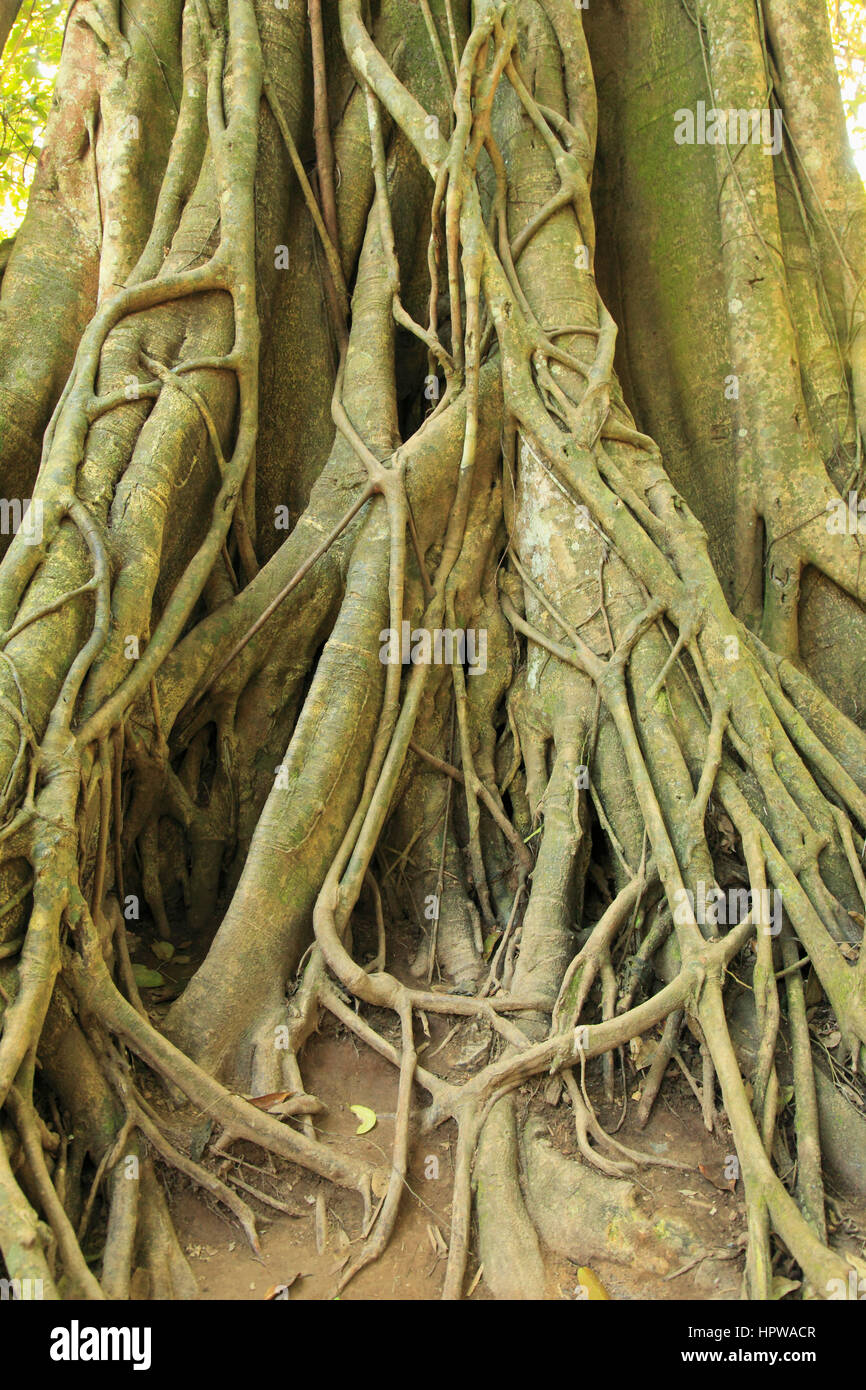 Laos rainforest hi-res stock photography and images - Alamy