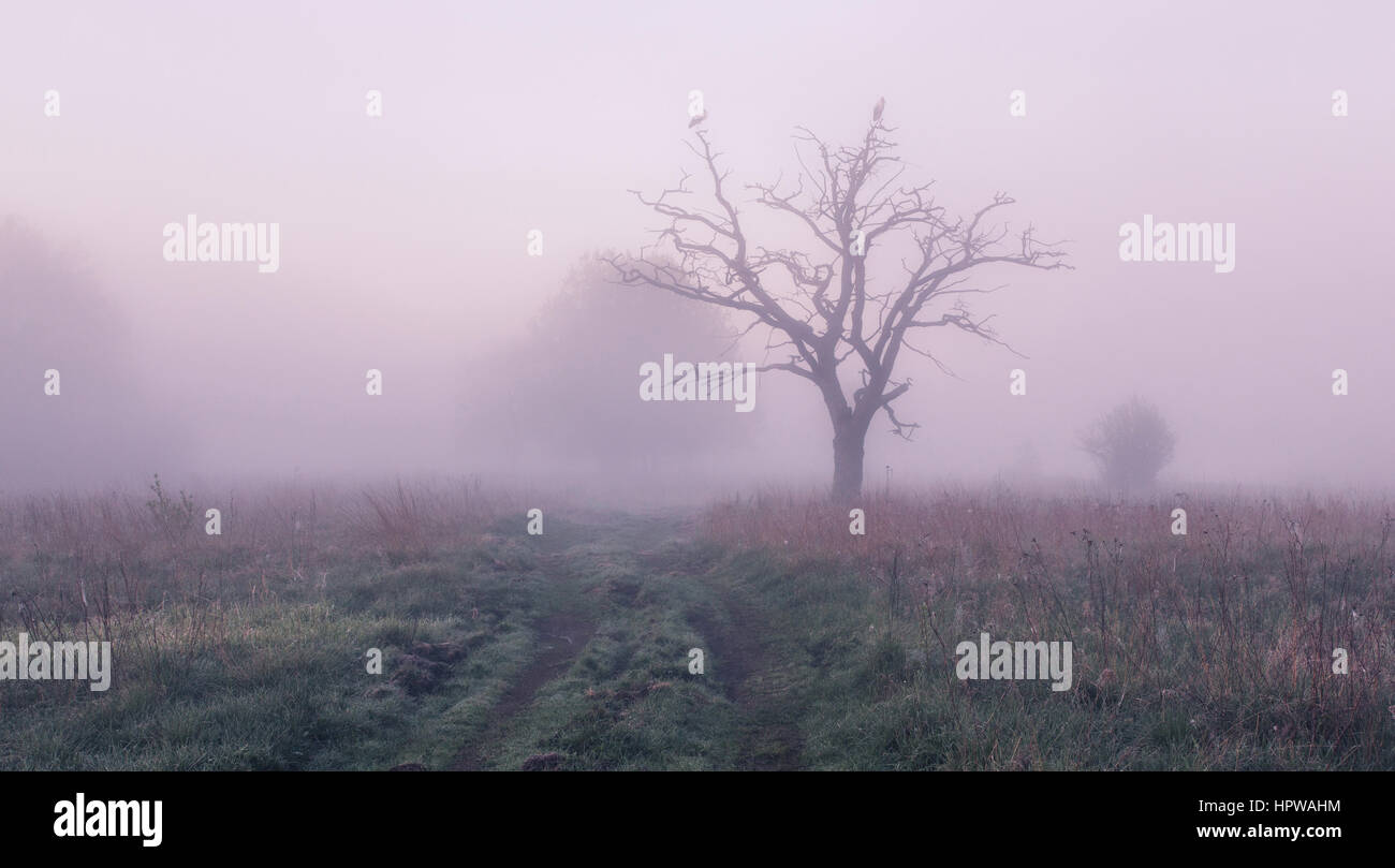 Dry oak tree in the spring foggy morning Stock Photo - Alamy