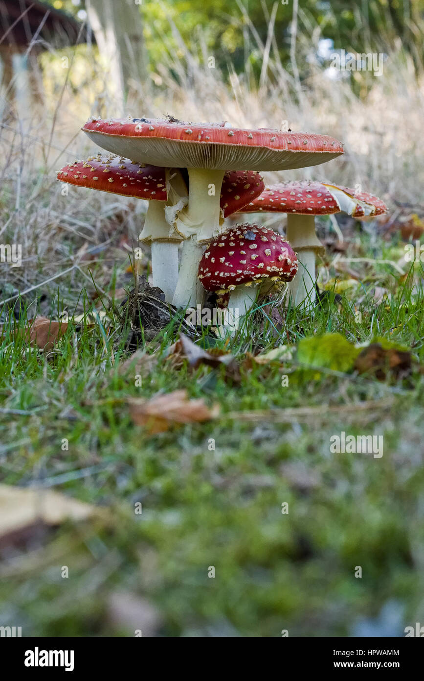 Fly Agaric toadstools Stock Photo - Alamy