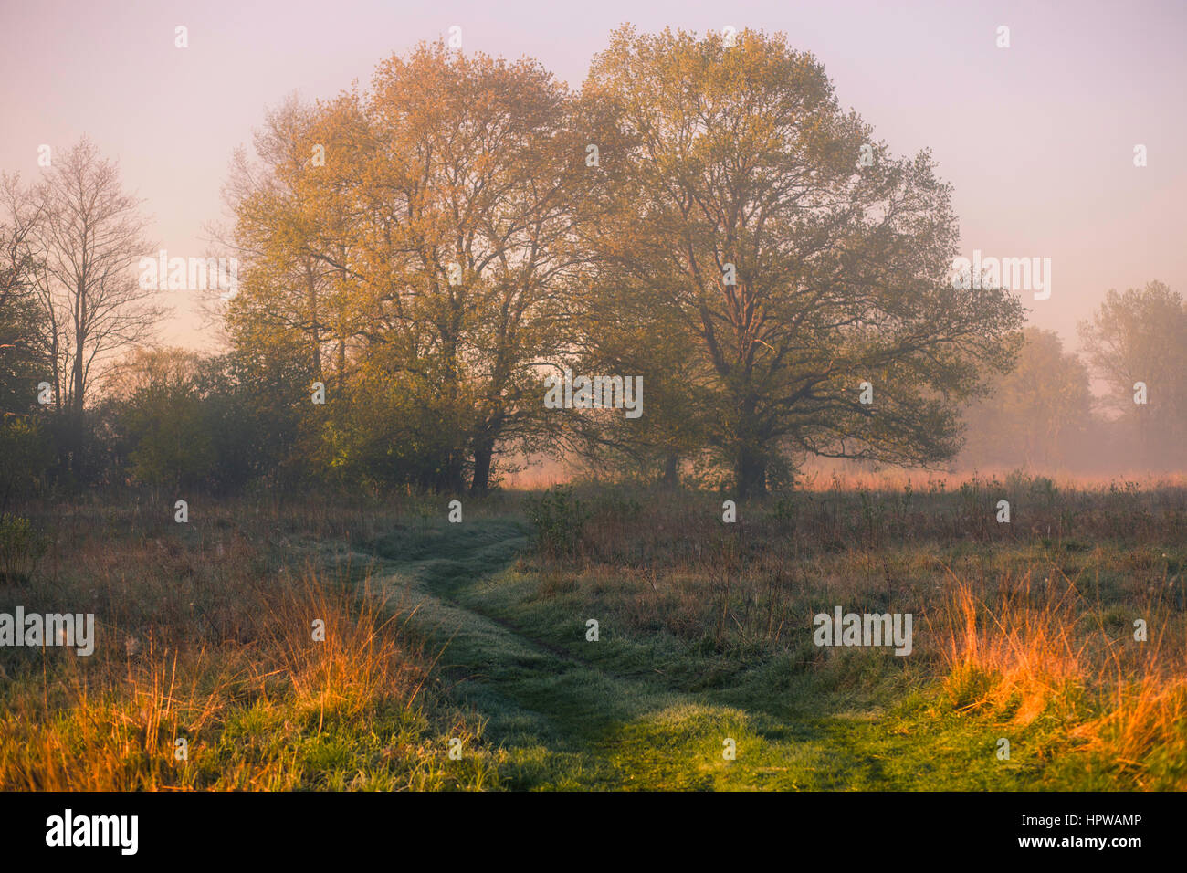 Green trees illuminated by the rising sun Stock Photo - Alamy