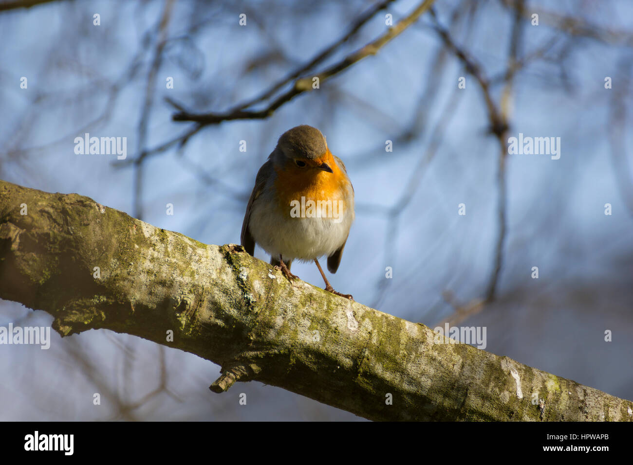 robin in a tree Stock Photo - Alamy