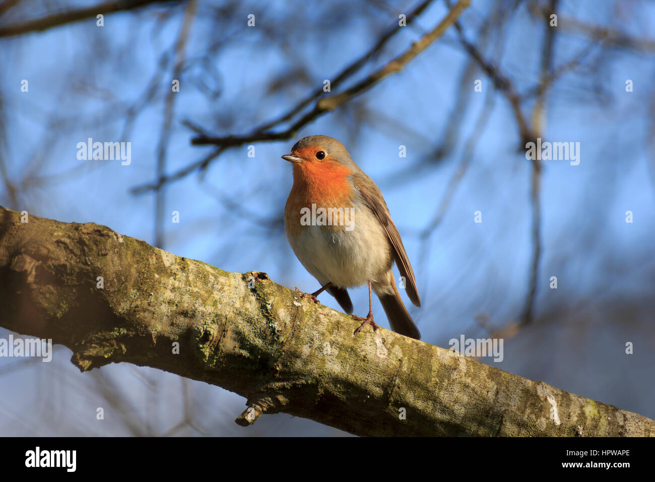 robin in a tree Stock Photo - Alamy