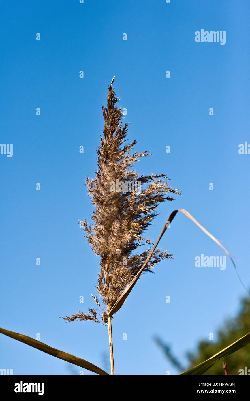 Norfolk reed hi-res stock photography and images - Alamy
