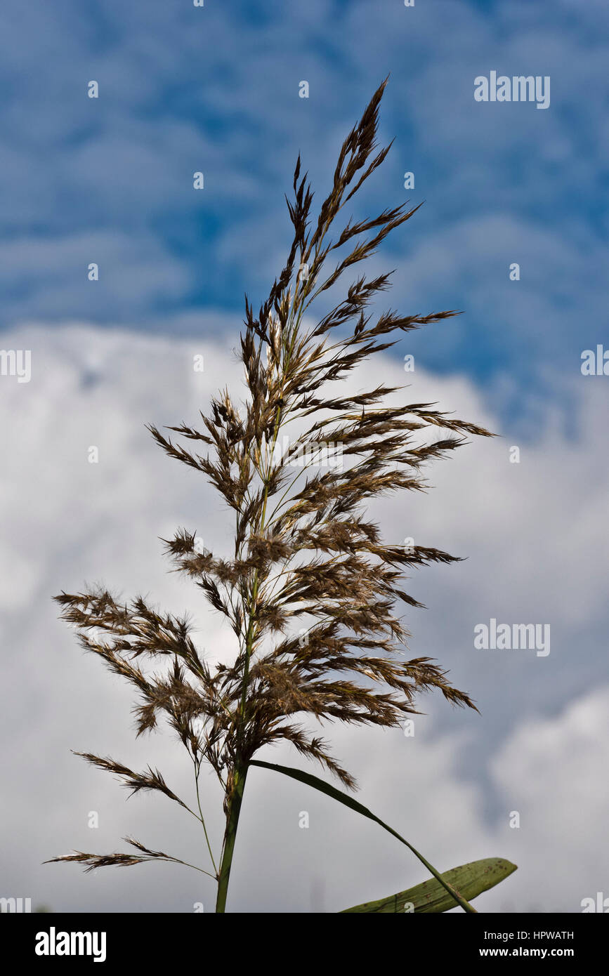 Norfolk reed single seed head with simple sky background Stock Photo ...