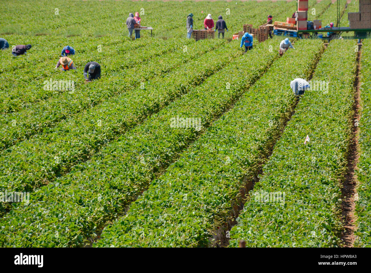 Mexican Immigrant farm workers, mostly undocumented illegals, work in ...