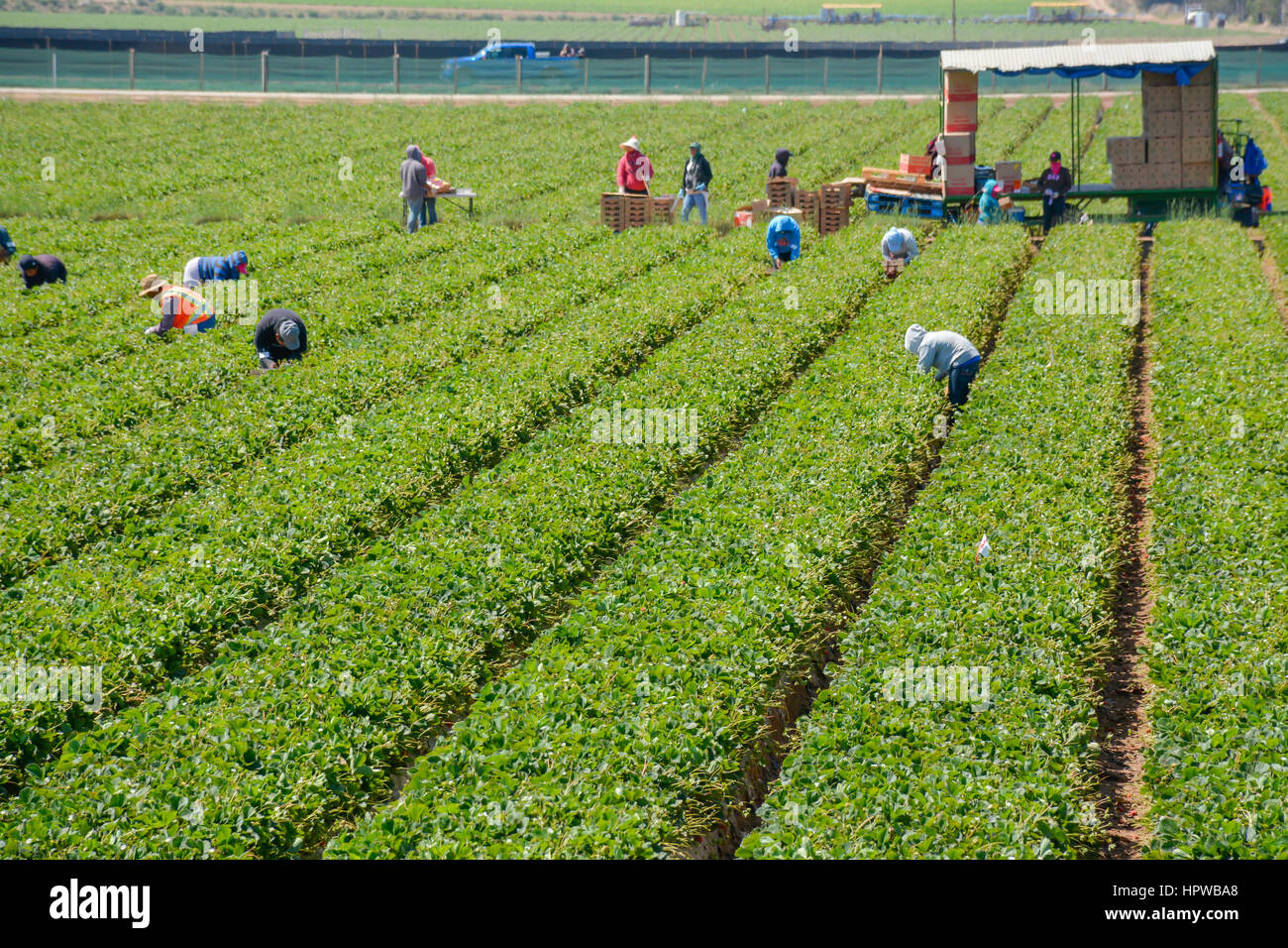 Mexican Immigrants Working