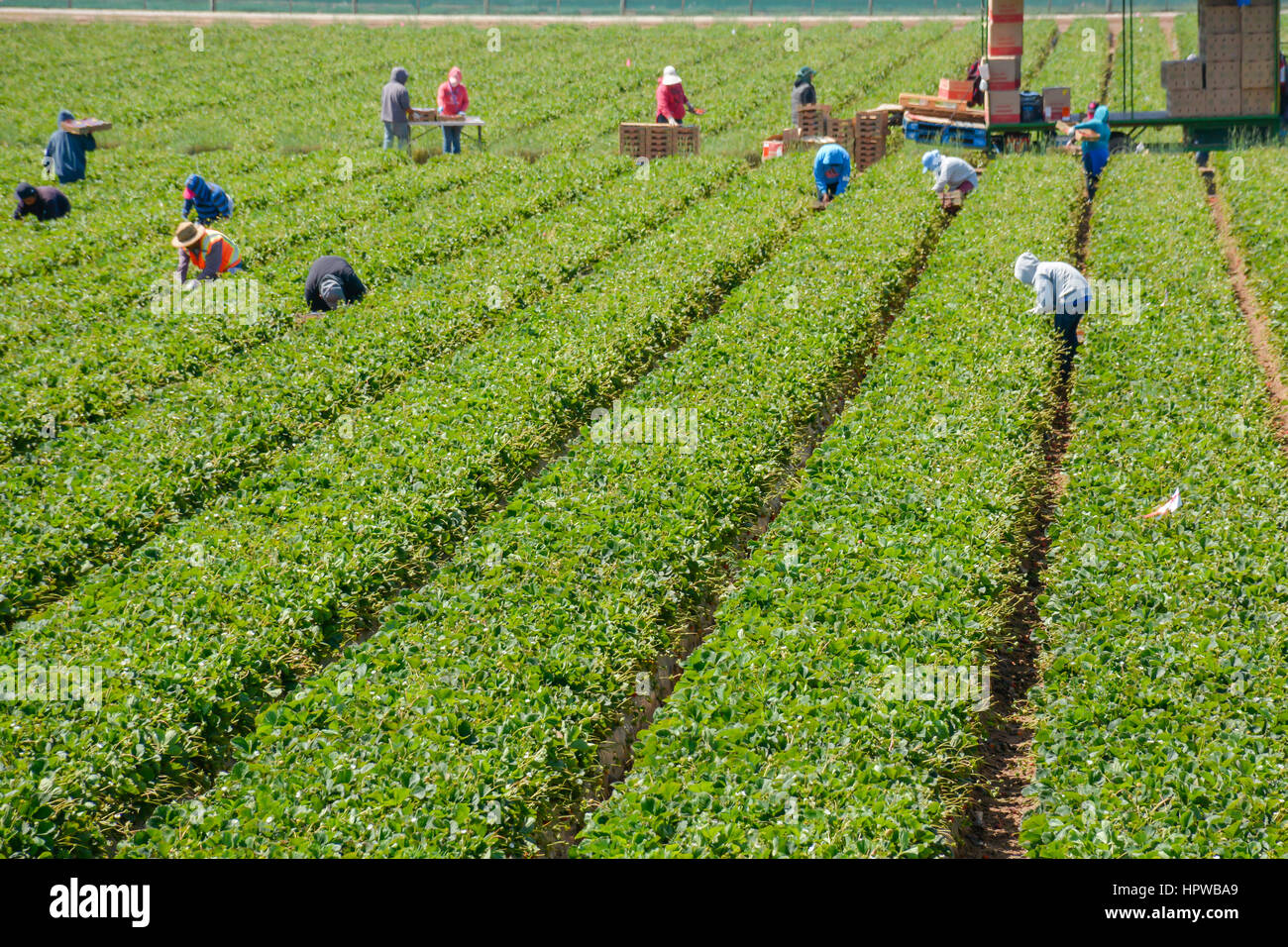 Mexican Immigrant farm workers, mostly undocumented illegals, work in ...