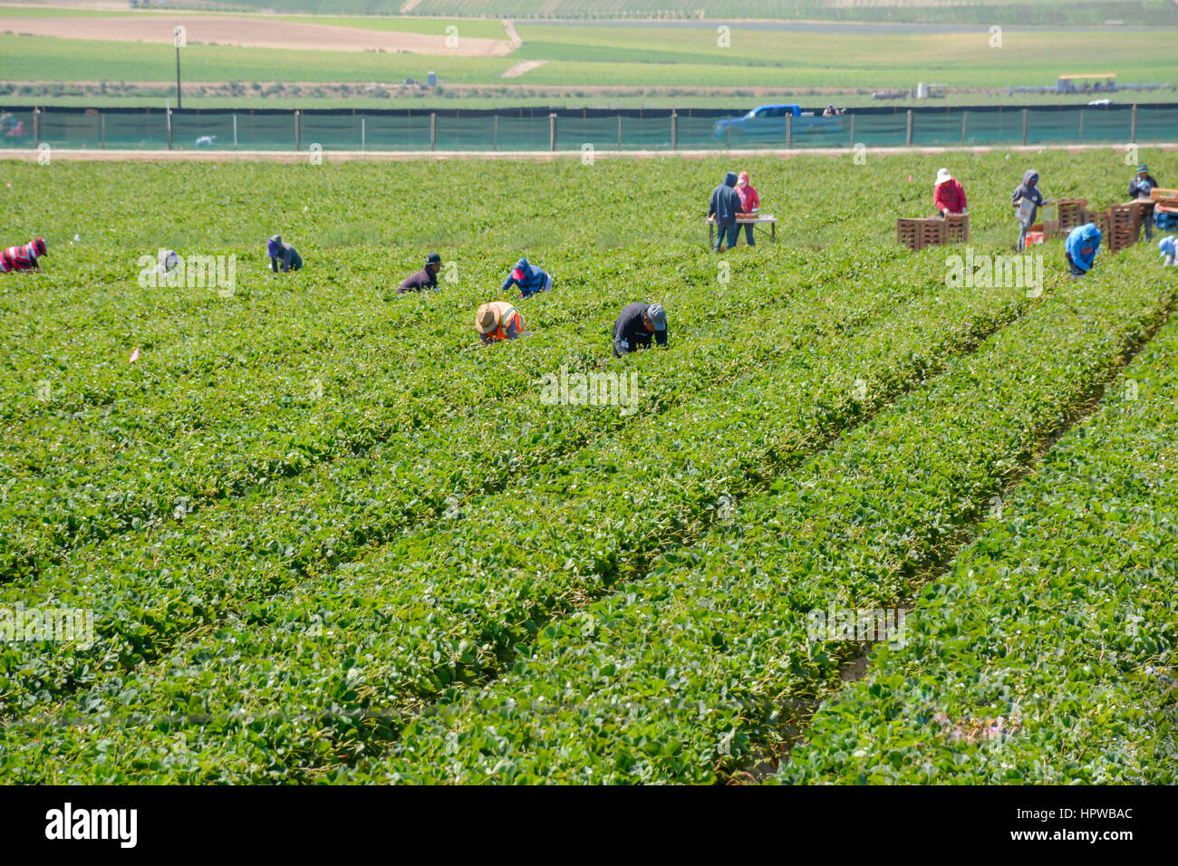 Mexican Immigrant farm workers, mostly undocumented illegals, work in ...