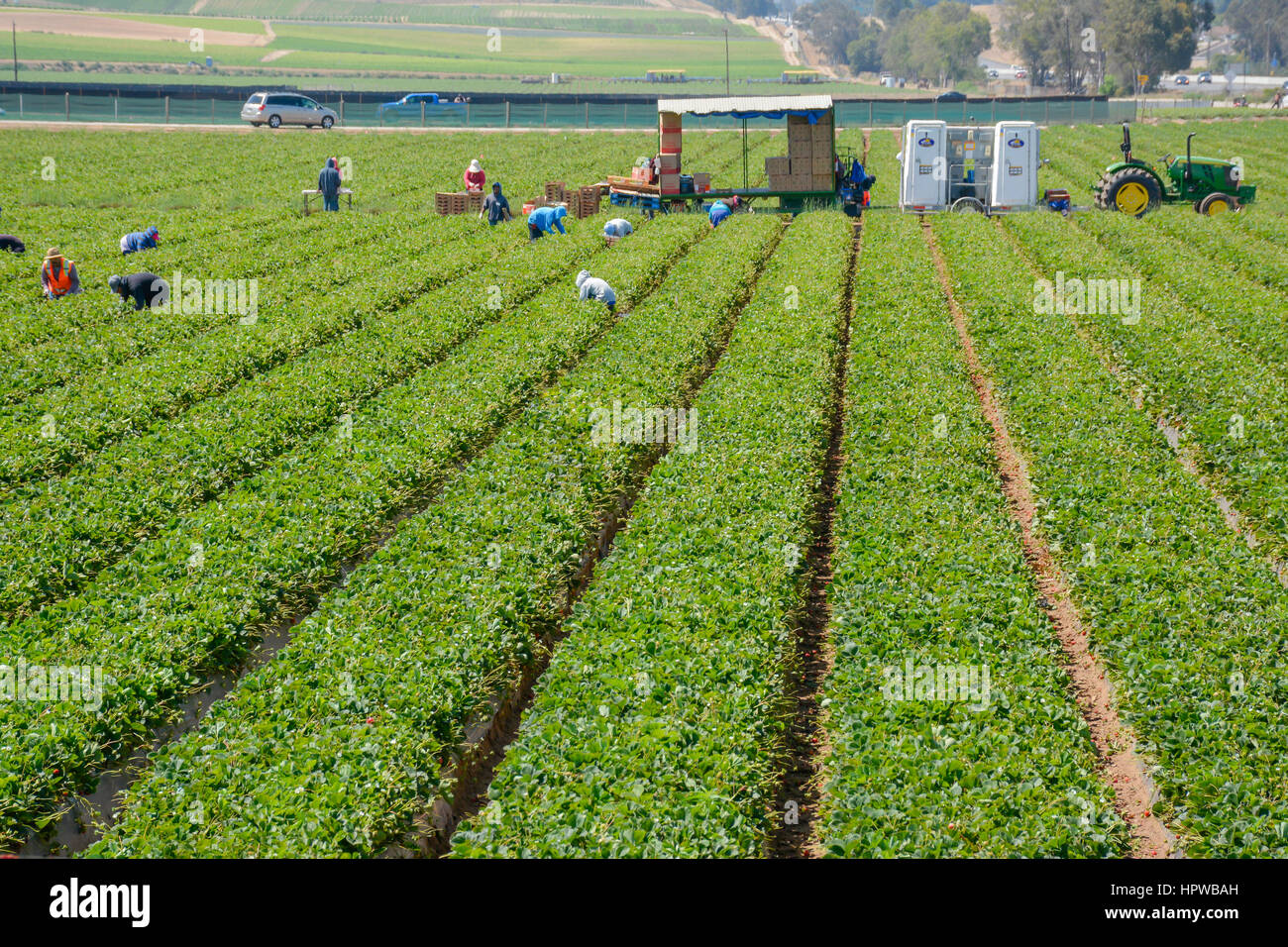 Mexican Immigrant farm workers, mostly undocumented illegals, work in ...