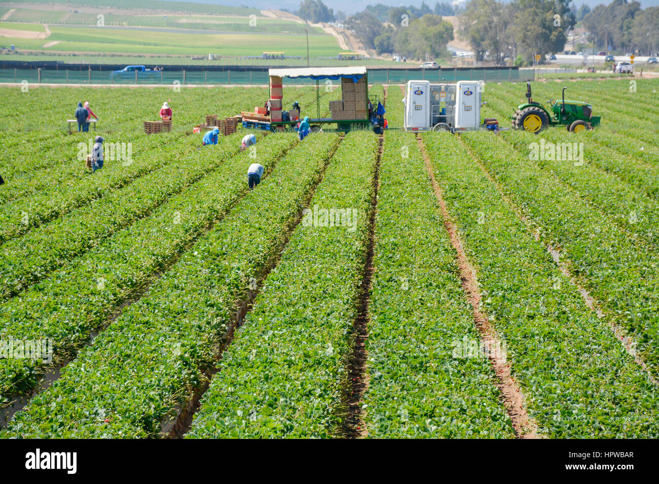 Mexican Immigrant farm workers, mostly undocumented illegals, work in ...