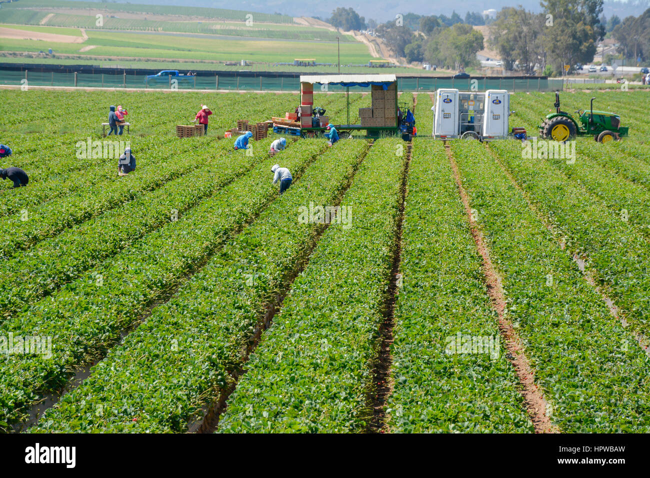 Mexicans picking hi-res stock photography and images - Alamy