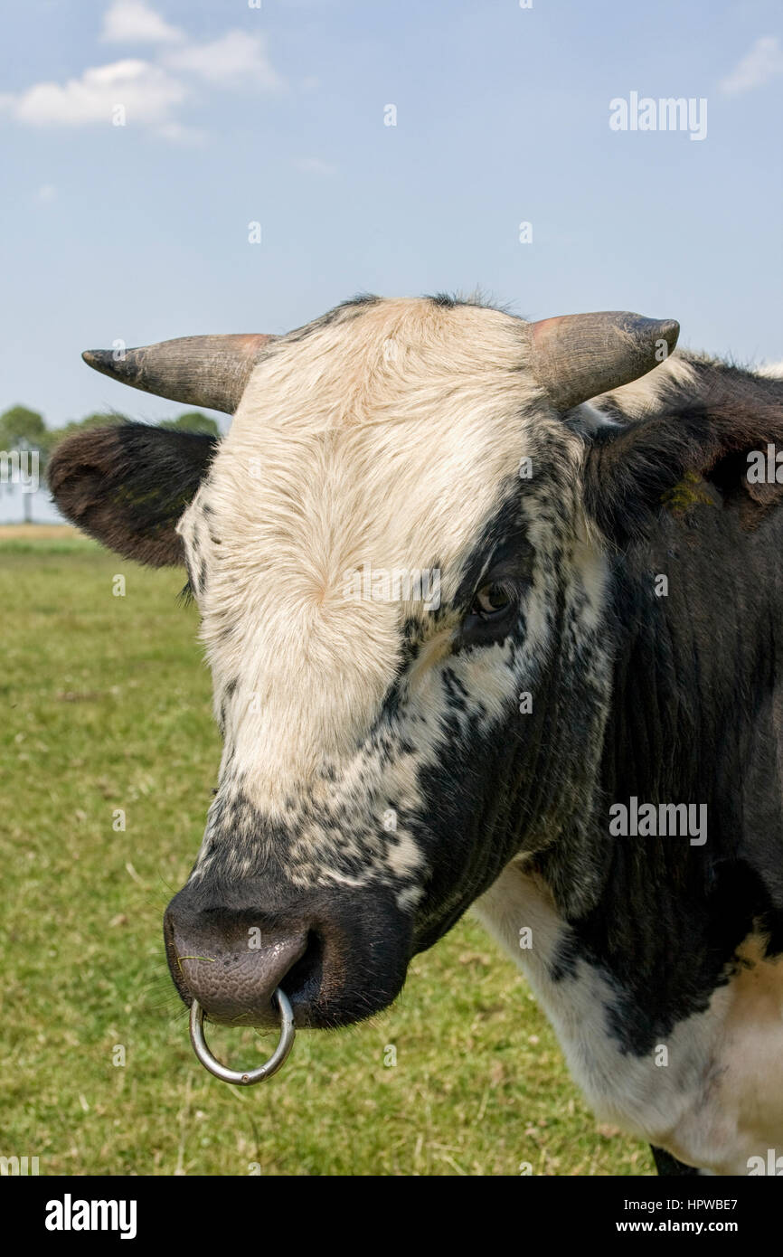 Big black and white bull with snout ring Stock Photo - Alamy