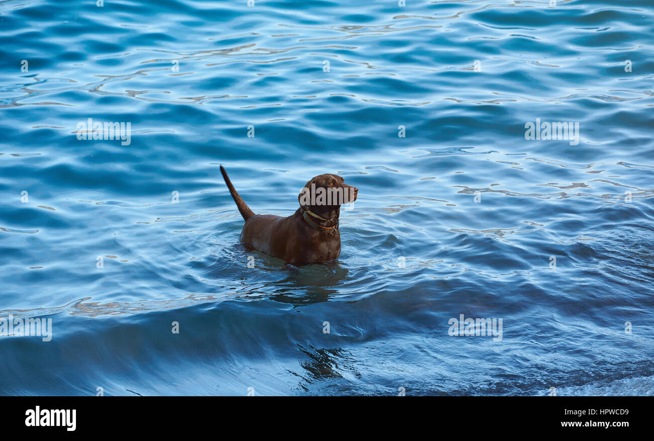 Black labrador stand in blue water. One labrador dog at water with ...