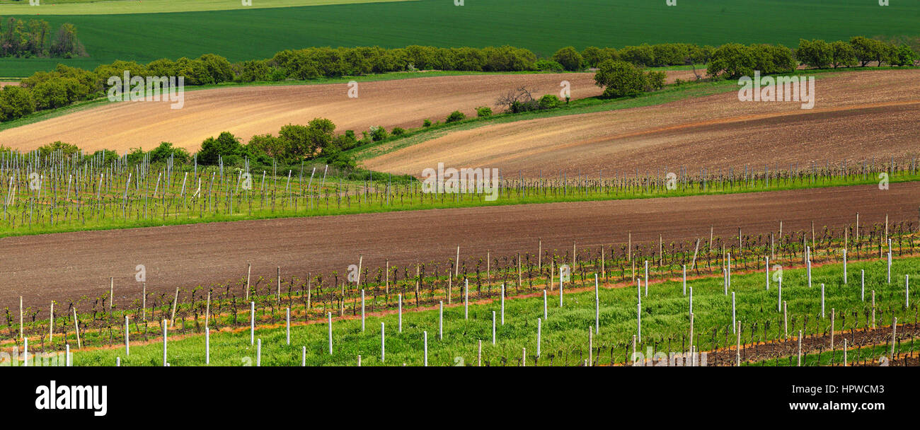 Italian summer vineyards green long fields Stock Photo - Alamy