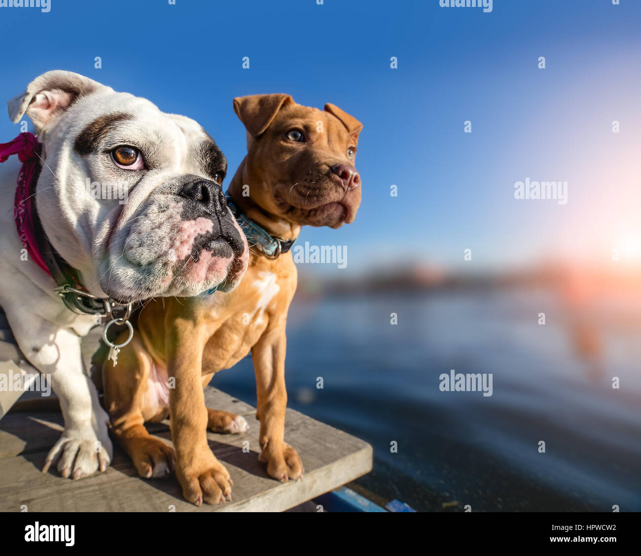 Cute romantic dogs hi-res stock photography and images - Alamy