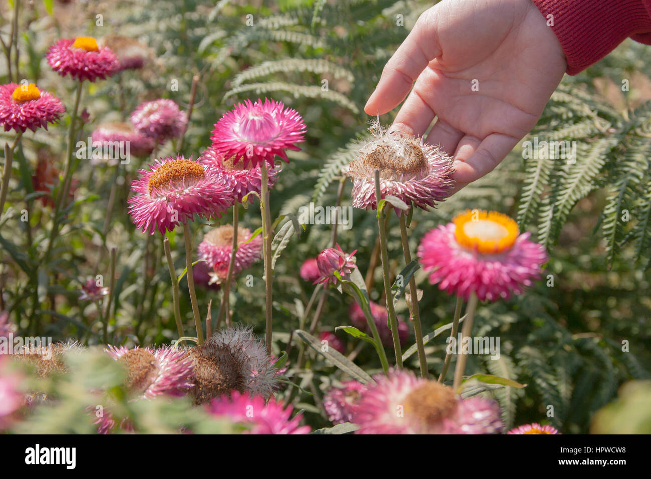 hand of a girl touch straw flowers or everlasting in the flower garden ...
