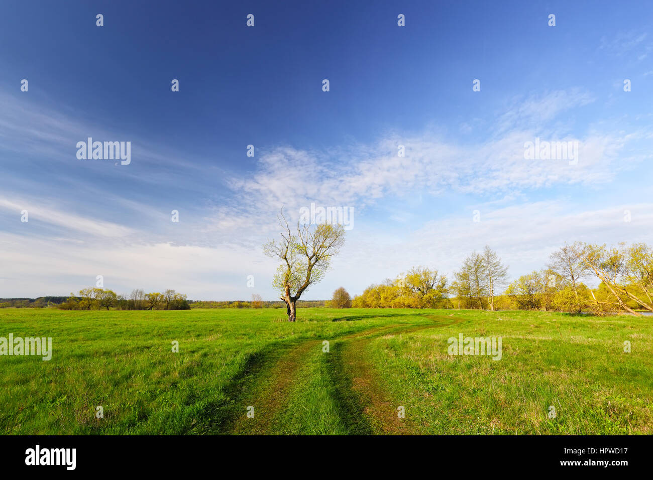 Tree with green leaves on spring field Stock Photo - Alamy