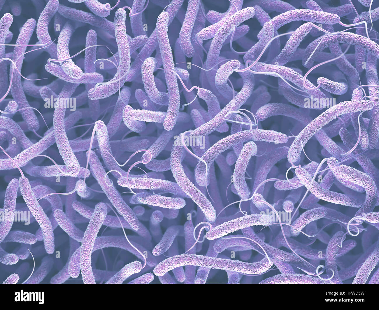 Vibrio Bacteria Shape