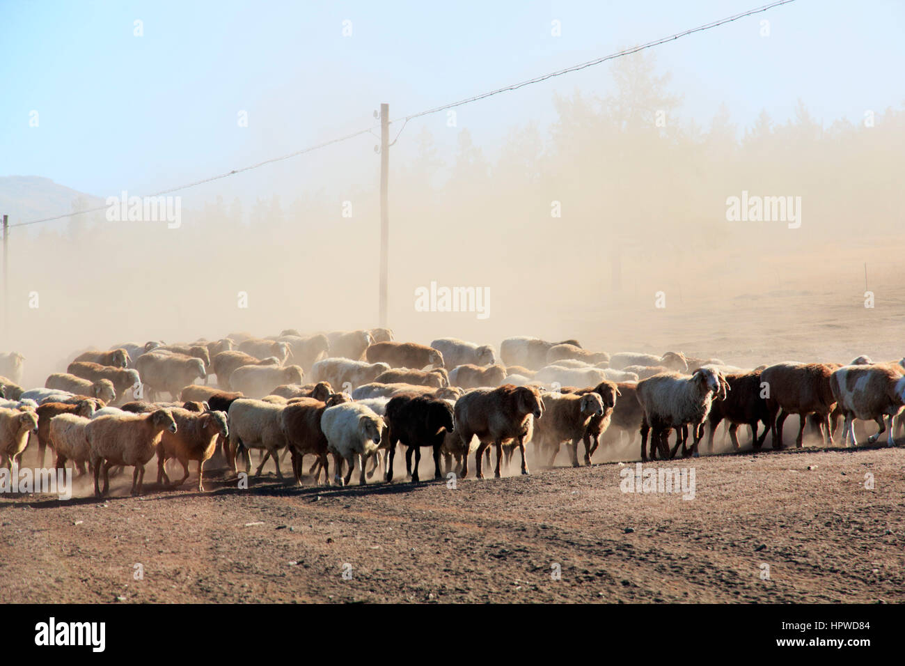 Sheep moving to new pasture Stock Photo - Alamy
