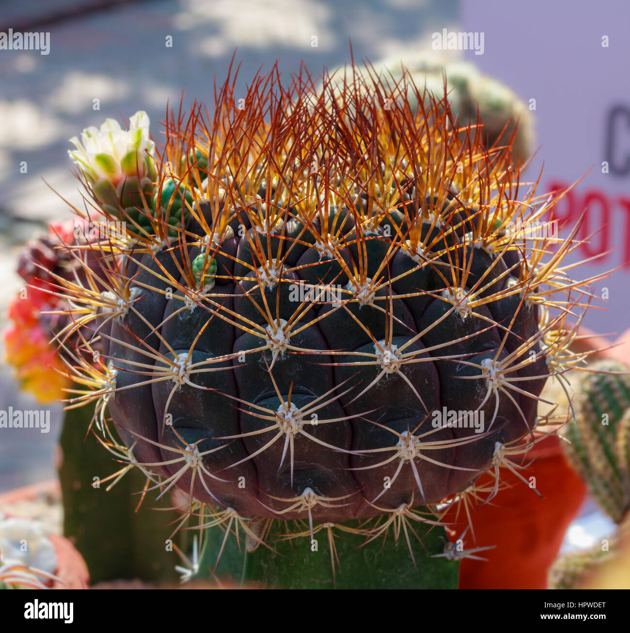 Beautiful Flower and cactus Garden Stock Photo - Alamy