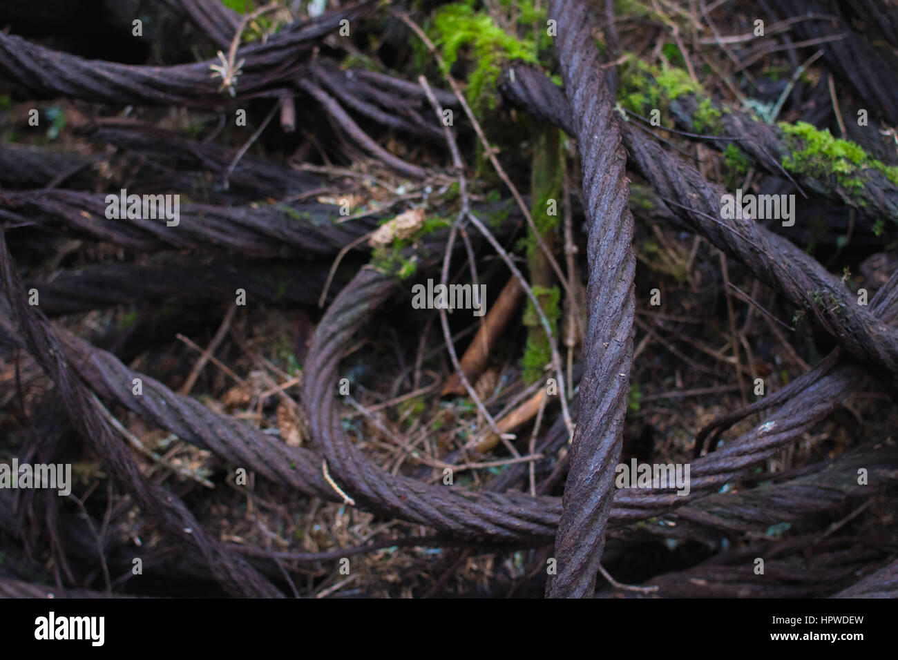 Old piece of metal wire in lush forest Stock Photo - Alamy