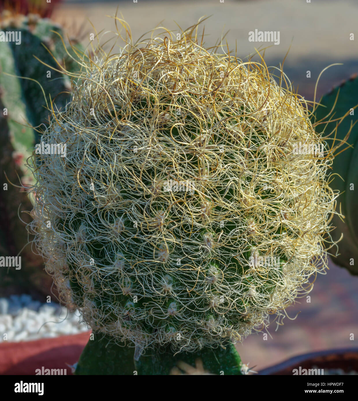 Cactus cute hi-res stock photography and images - Alamy