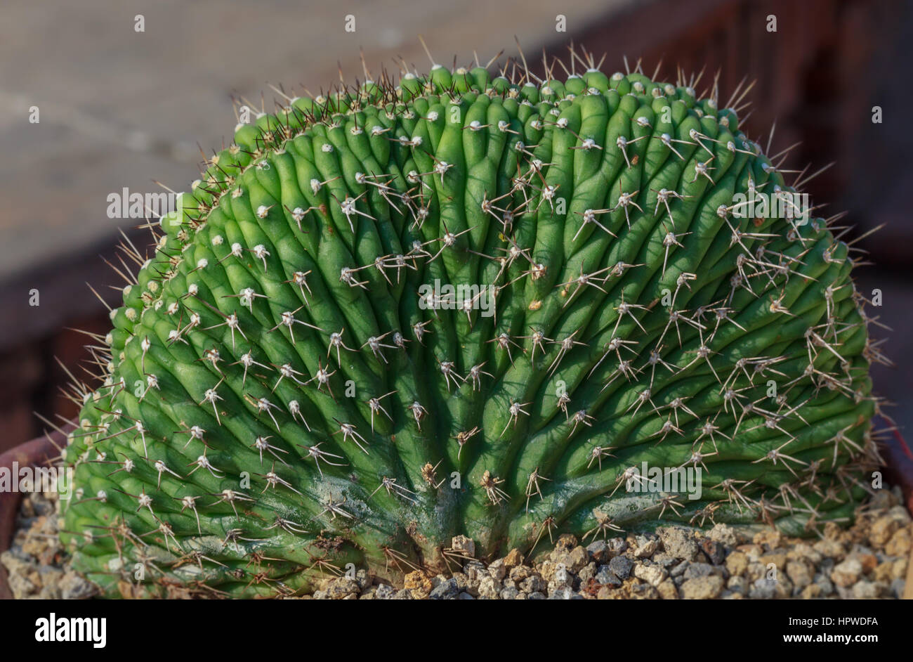 Beautiful Flower and cactus Garden Stock Photo - Alamy