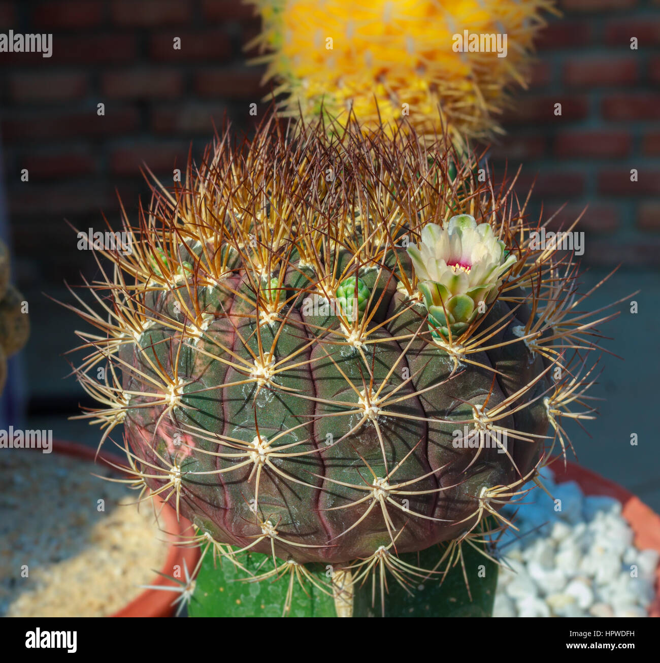 Beautiful Flower and cactus Garden Stock Photo - Alamy