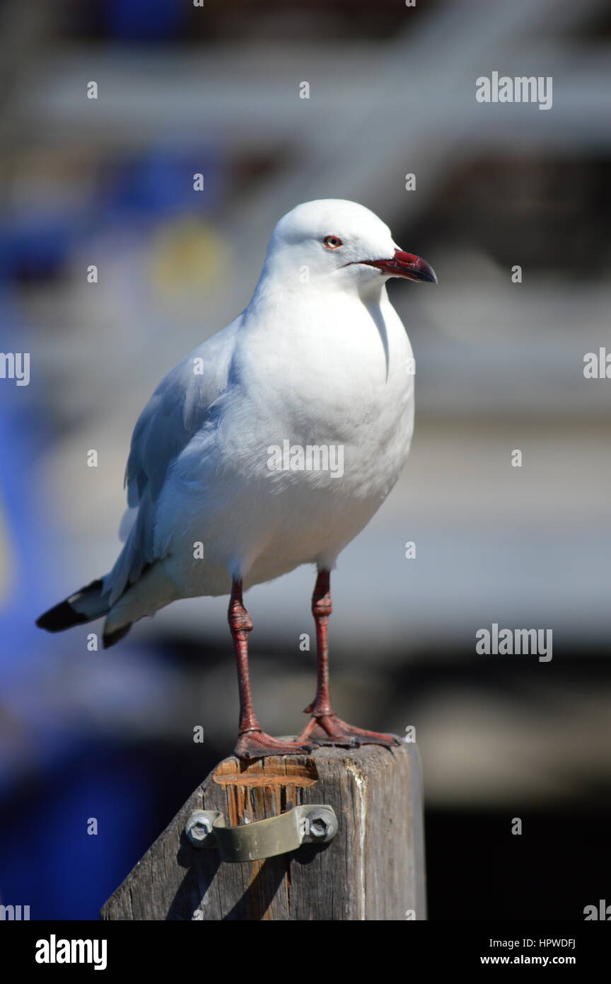 Close up Seagull Stock Photo - Alamy