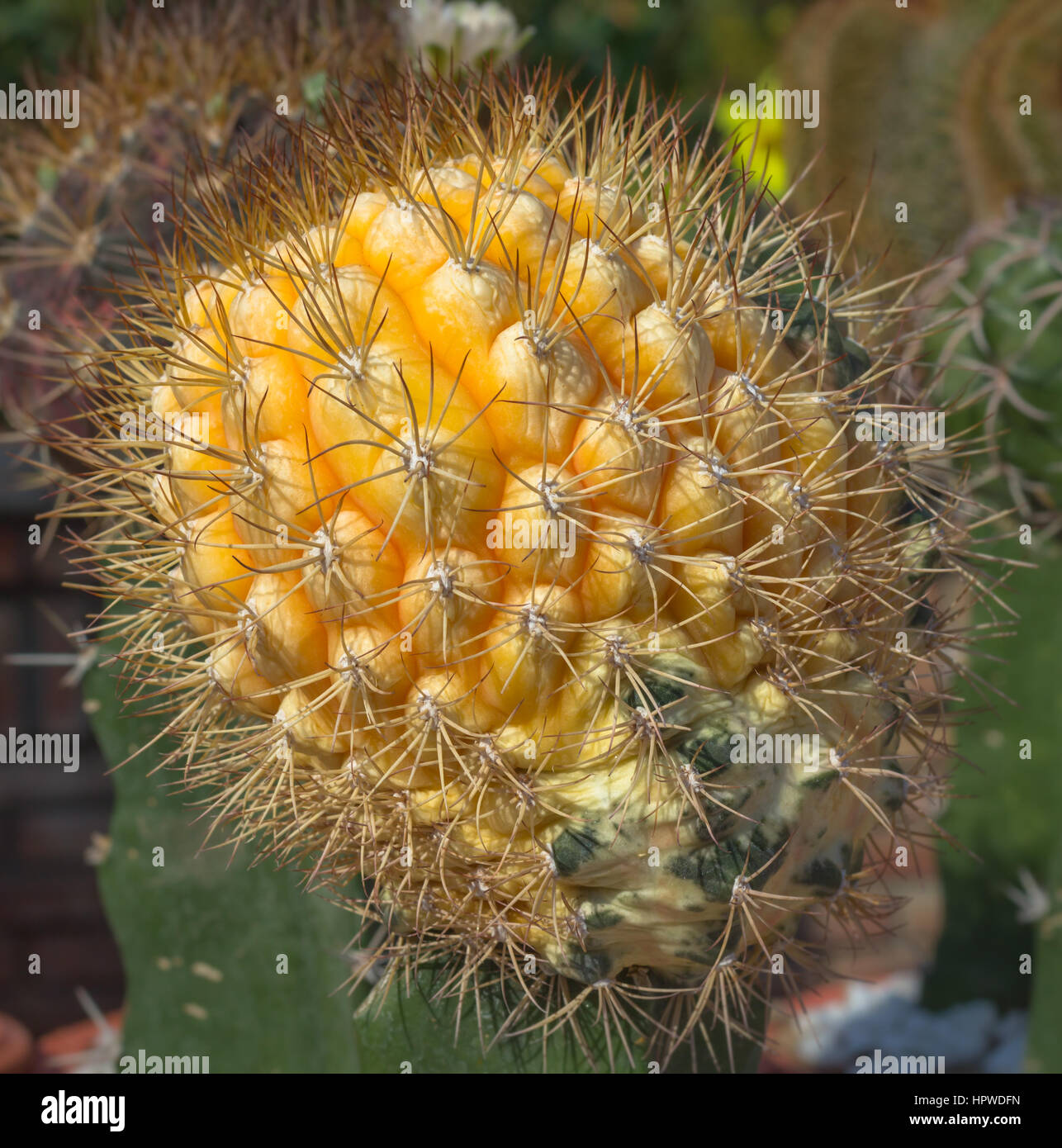Beautiful Flower and cactus Garden Stock Photo - Alamy