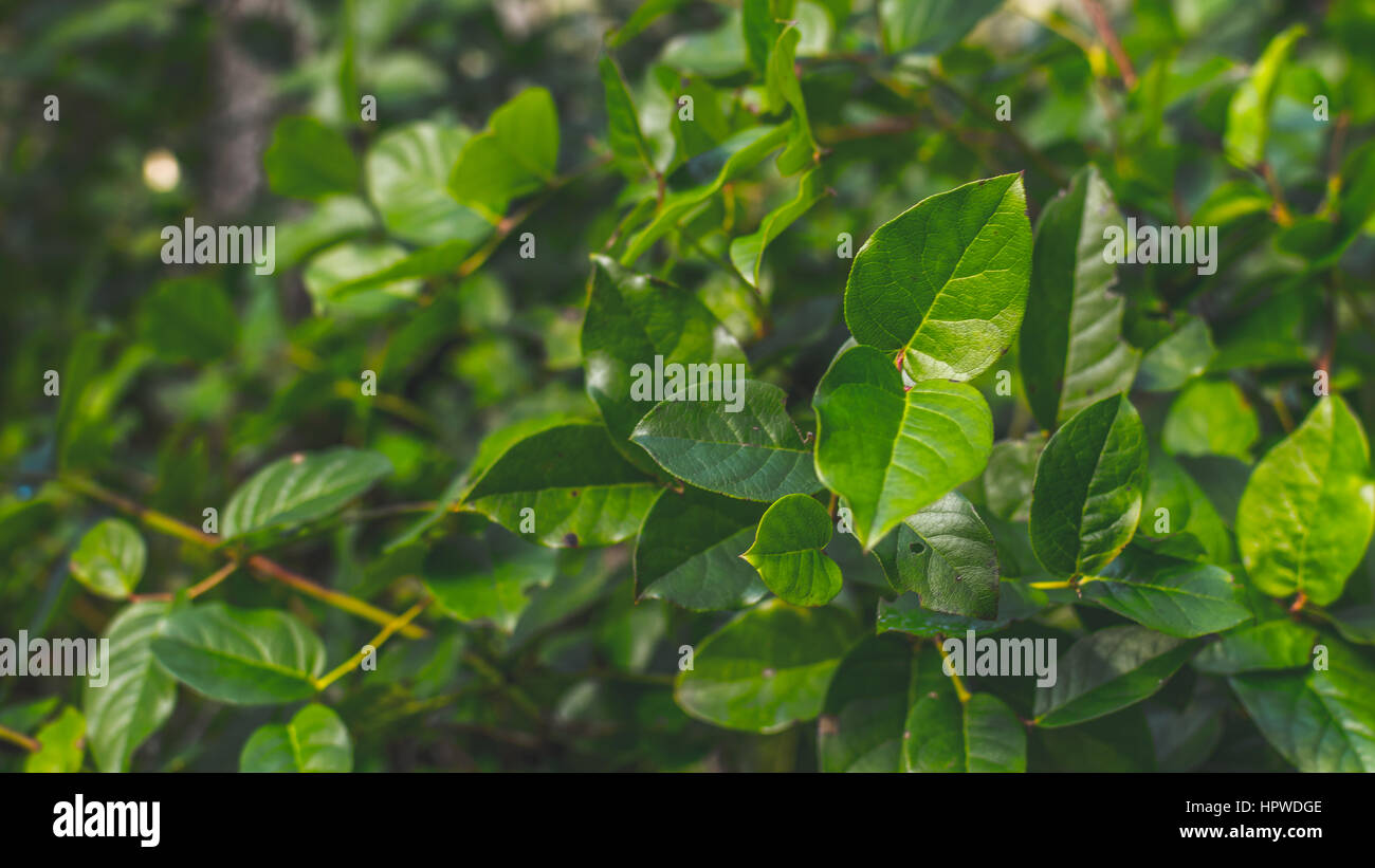 Closeup of lush salal plant Stock Photo - Alamy
