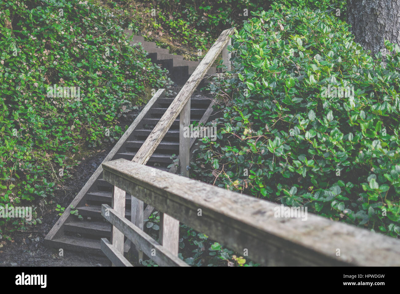 Stairs in the forest hi-res stock photography and images - Alamy