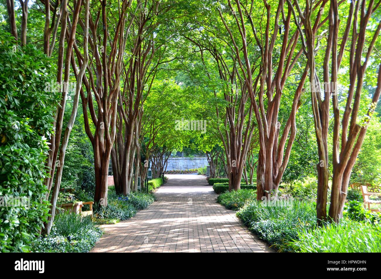 Botanic Gardens Tree-lined Path Stock Photo - Alamy