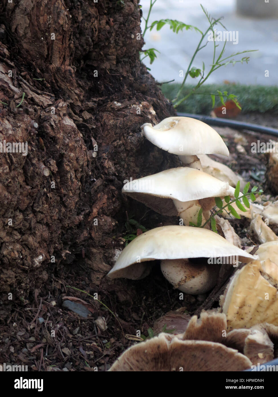 Clump of mushrooms hi-res stock photography and images - Alamy