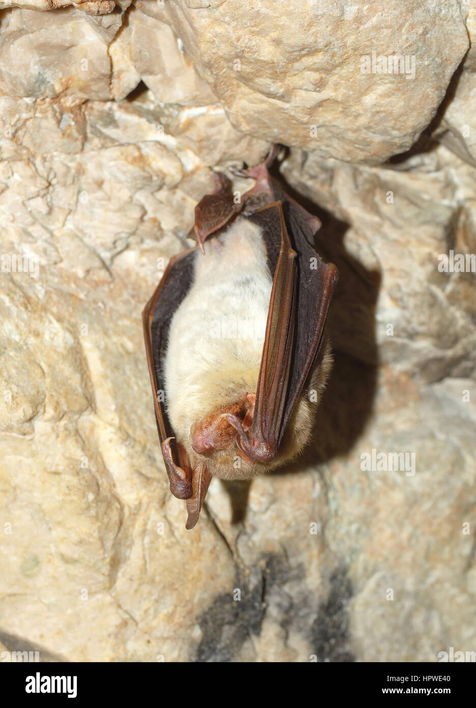 Cave myotis bat habitat hi-res stock photography and images - Alamy