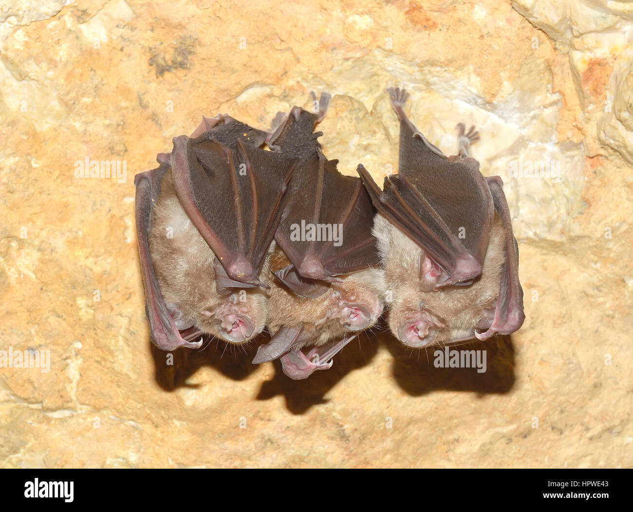 Greater horseshoe bat Rhinolophus ferrumequinum Stock Photo - Alamy