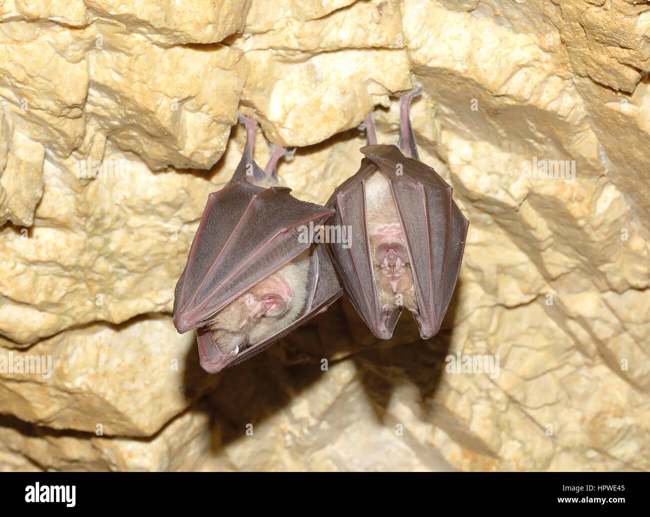Greater horseshoe bat Rhinolophus ferrumequinum Stock Photo - Alamy