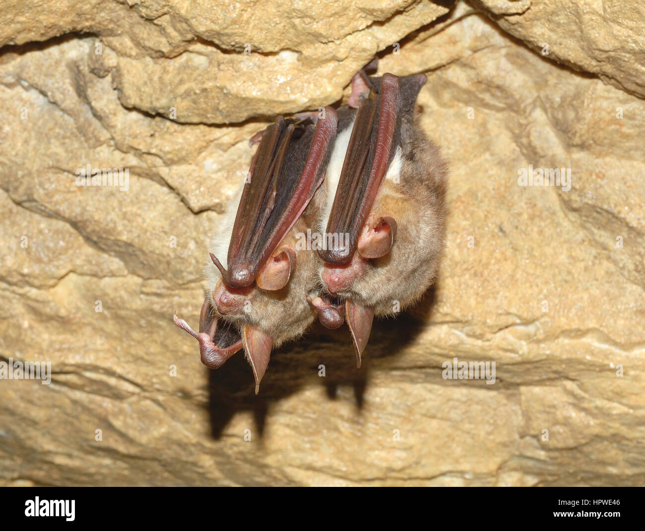 Greater mouse-eared bat Myotis myotis Stock Photo - Alamy