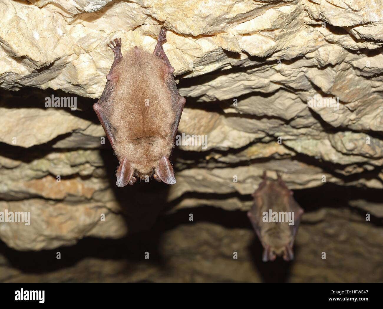 Cave myotis bat habitat hi-res stock photography and images - Alamy