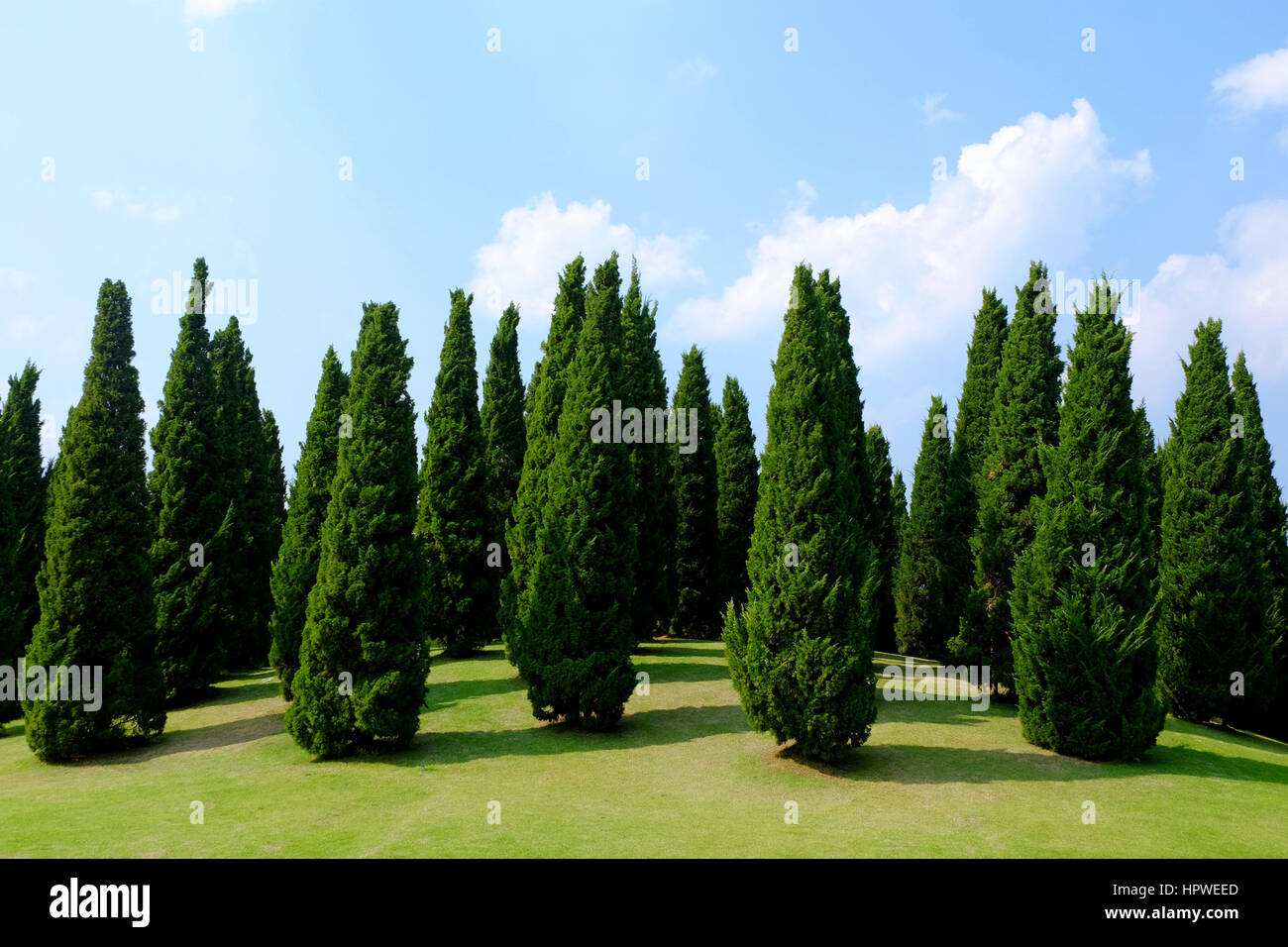 Beautiful park landscape with pine trees under blue sky Stock Photo - Alamy